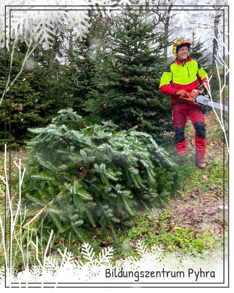 Christbäume von der LFS Pyhra – stimmungsvoll in die Vorweihnachtszeit | LFS Pyhra
